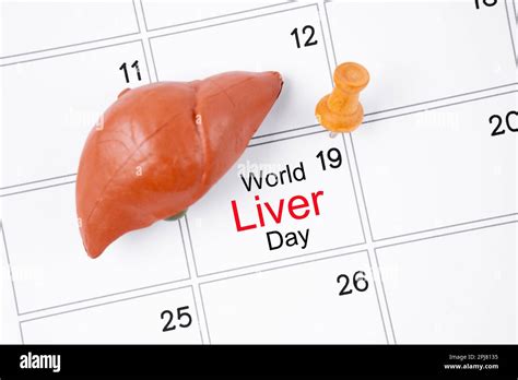 April 19th Calendar And Liver Human Artificial With Wooden Push Pin