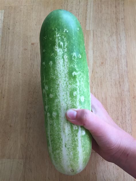 Giant Cucumber R Mildlyinteresting