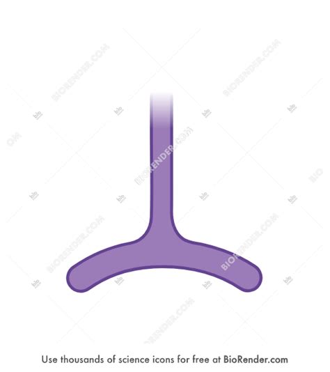 Free Astrocyte End Foot Process 2 Icons Symbols And Images Biorender