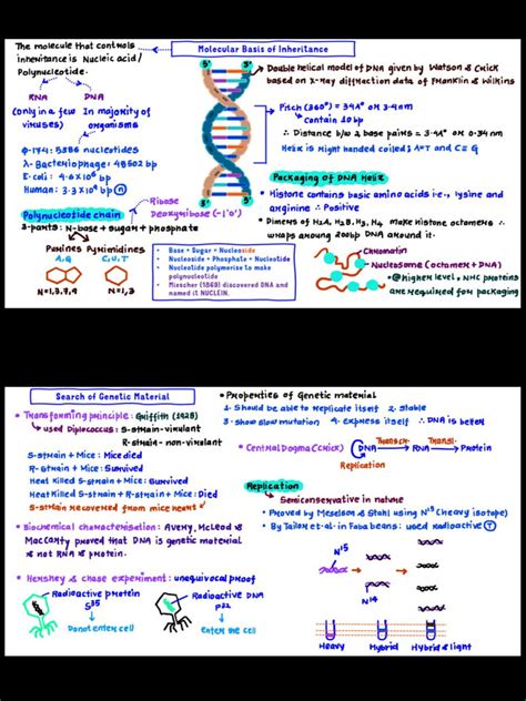 Molecular Basis Of Inheritance Class Notes Lakshya Neet