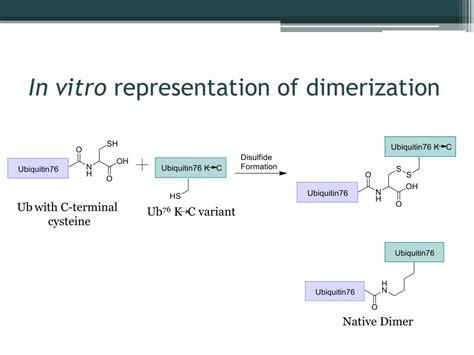 Ppt Determination Of Ubiquitin Dimerization Kinetics Via Uv