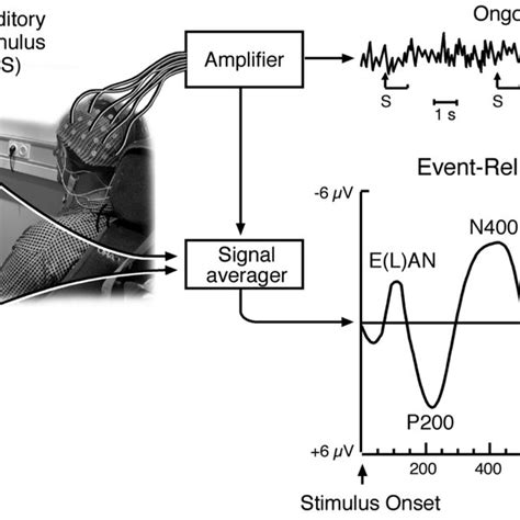 EEG Measurement And Averaging As Well As Idealized ERP Components Download Scientific Diagram