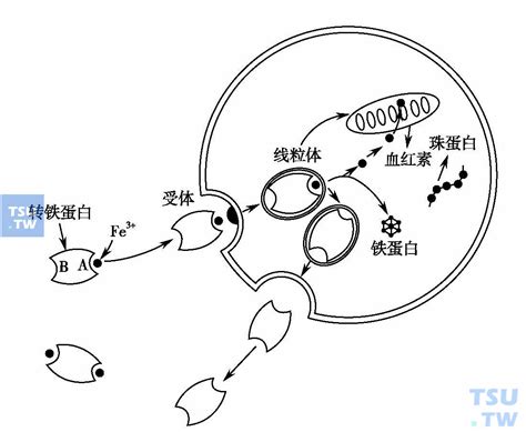 【附图】 人体铁代谢：分布、吸收、运转、调控等 血液病学 天山医学院