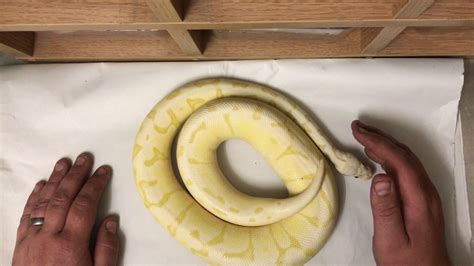 Fire Bee Ball Python