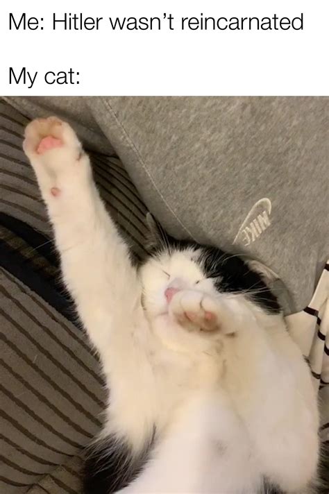 Bad Kitty Rmemes