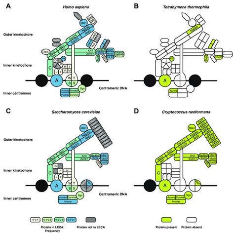 Kinetochores Of Model And Non Model Species A The Human Kinetochore