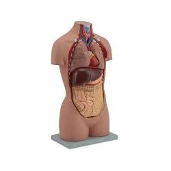 Budget Sexless Torso Manufacturer Supplier And Exporter In India Physicslabequipment