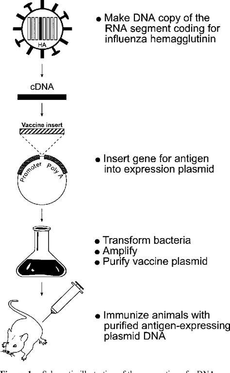 Figure 1 From Potential Advantages Of Dna Immunization For Influenza Epidemic And Pandemic