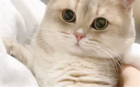 😭心软的猫暖到一瞬间就让我崩了！他知道我受伤后，第一反应是又生气又心疼，真的被安慰到了 是宠物更是家人 酸角是只猫 Facebook