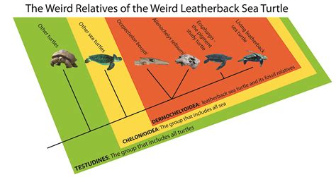 Quick Bite Field Guide The Alien Turtle And Ancient Color Past Time Paleo