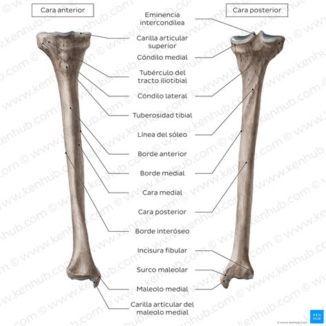 Anatomía De La Tibia Proximal