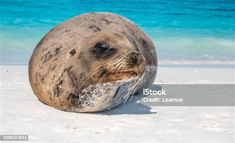 에스파놀라 섬 갈라파고스 제도 에콰도르의 모래 해변에 쉬고 있는 대형 바다 사자 그룹 0명에 대한 스톡 사진 및 기타 이미지 0명 갈라파고스 군도 개성 개념 Istock