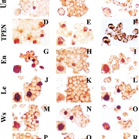 En Se Ws And Le Extracts Induce Simultaneous Activation Of The