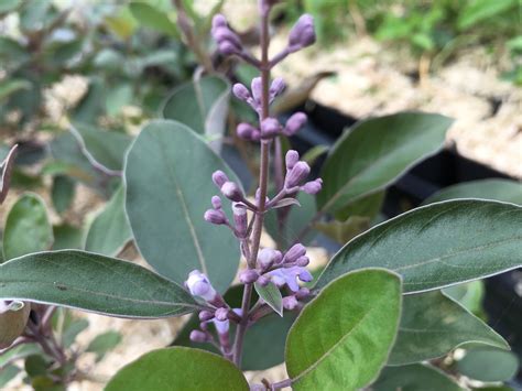 Blue Passion Flower Passiflora Caerulea