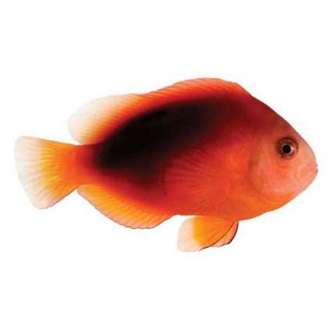 Captive Bred Fire Large Amphiprion Ephippium Ora
