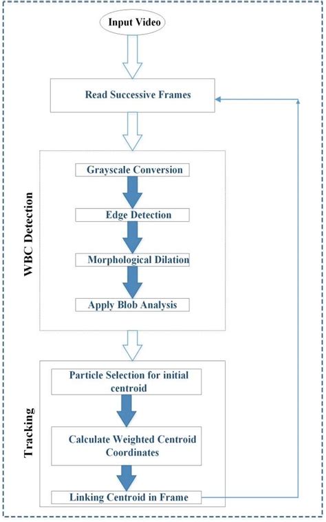 flow chart for wbc detection and tracking download scientific diagram
