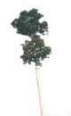 Indian Mirror Geography Indian Flora And Fauna State Trees And