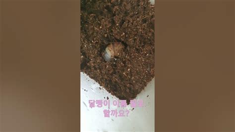 달팽이 이름 뭘로 할까요 Youtube