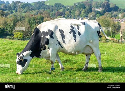 Friesian Dairy Cow In Field Near Ashburton Jubilee Park Bruton