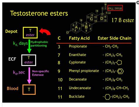 Esterification In Steroids Understanding Ester And Its Role In Enhancing Performance
