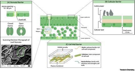 Designing Nanoparticles For Sustainable Agricultural Applications