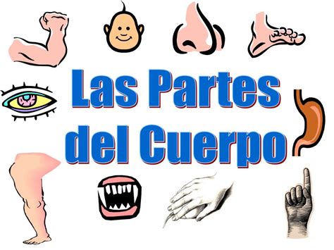 Las Partes Del Cuerpo