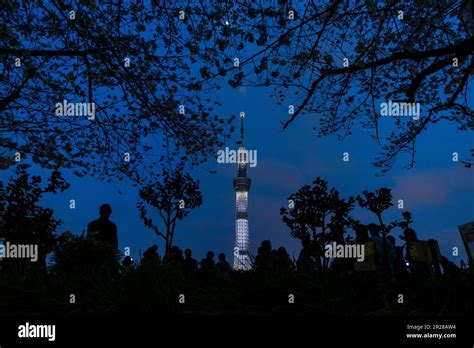 Tokyo Sky Tree Lights Up Saki Sakura And Cherry Blossoms In The Night