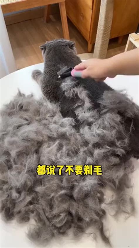 家里有狗狗猫猫的可以试试用它哦，宠物开结梳，一面去浮毛，一面刷理打结的毛发，不伤皮肤，狗狗也很配合哦萌宠好物 梳毛 小东西大用处 汪了