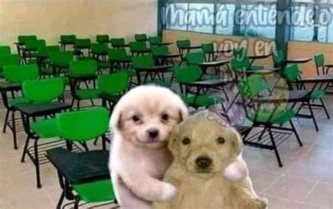 Profe Dice Mi Amiga Que Si Está Casado Fotos De Perros Chistosos