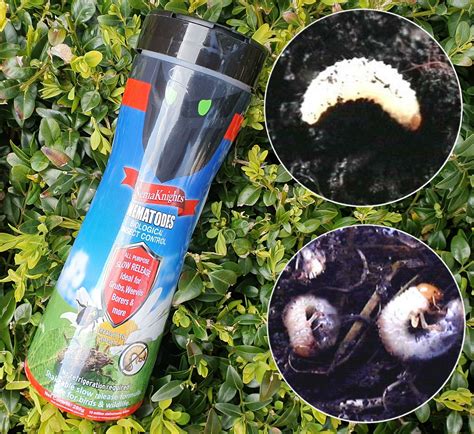 Slow Release Long Life Grub And Weevil Nematodes Buy Now