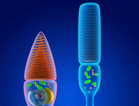 Cone Rod Dystrophies Retina Australia