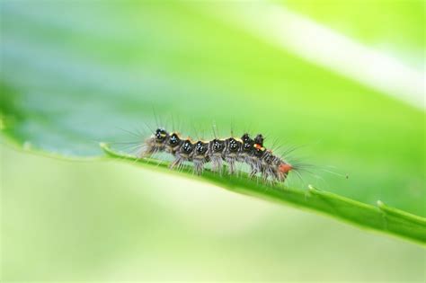 Astuces Écologiques pour Éloigner les Insectes Nuisibles de Votre Jardin