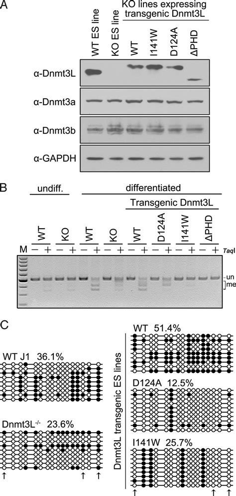 Function Of Dnmt3ls Phd In De Novo Methylation At The Dnmt3l Promoter