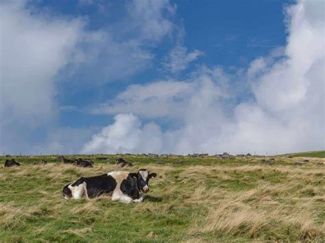 What Is Cow Tipping The Local Rag