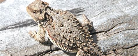 The Hunt For The Horned Toad Brinton Museum