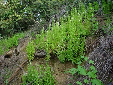 Mother Natures Backyard A Water Wise Garden Plant Of The Month