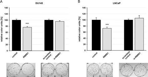 Loss Of Rbms1 As A Regulatory Target Of Mir 106b Influences Cell Growth Gap Closing And Colony