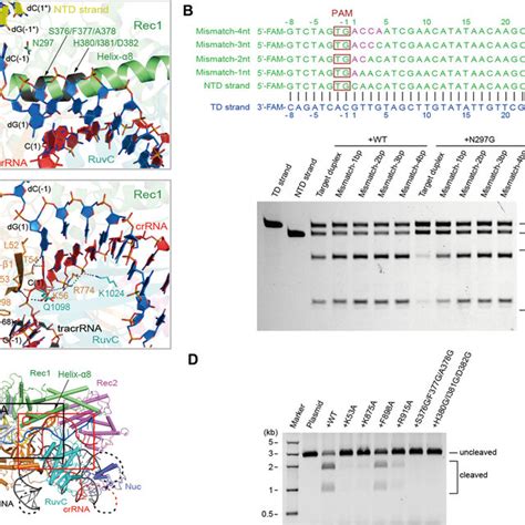 Target Dna Duplex Unwinding And Heteroduplex Formation A Detailed