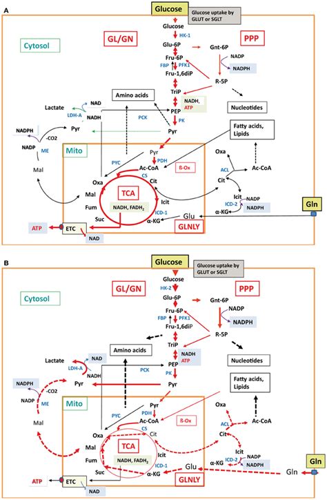 Frontiers Metabolic Host Responses To Infection By Intracellular
