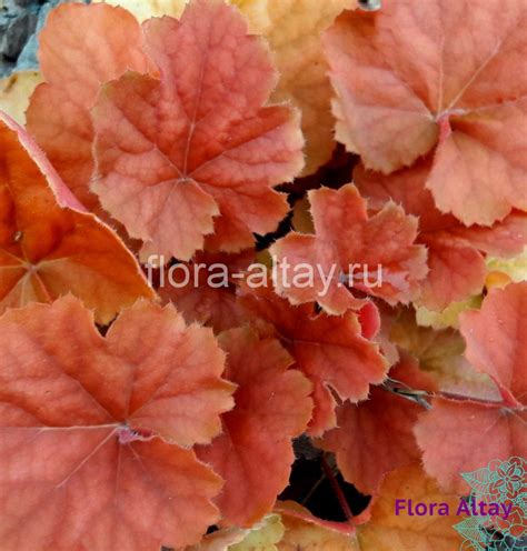 Гейхера Northern Exposure Amber | Flora Altay