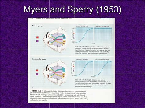 Ppt Brain Lateralization Language And Cognition Powerpoint