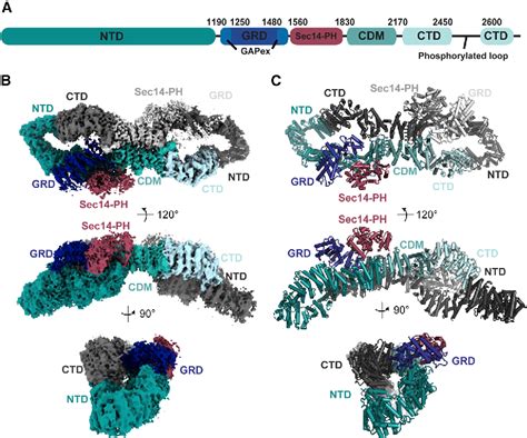Figure 1 From Structural Basis Of Activation Of The Tumor Suppressor