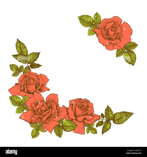 Vector Bouquet Of A Rose Flower Angular Composition Design Element Isolated On A White