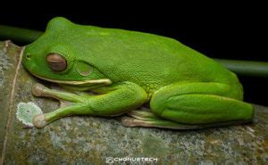 The Best Flash Diffusers For Macro Photography Wildmacro Extreme Macro Photography