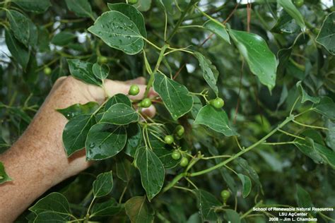 Louisiana Plant Id Cinnamomum Camphora Camphor Tree