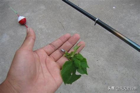 串鉤只用來釣底就浪費了，夏季野釣大草魚，用串鉤釣浮最有特色 每日頭條