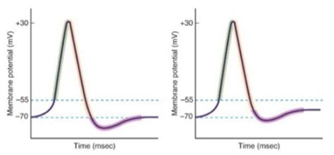 Get Answer Nurses Need Physiology Hyper Kalemia And Excitable Tissues When Transtutors