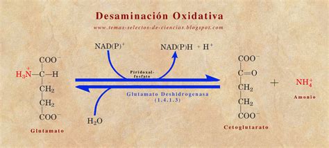 Metabolismo De Aminoacidos Mind Map