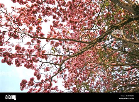 Pink Blooming Tree Stock Photo Alamy