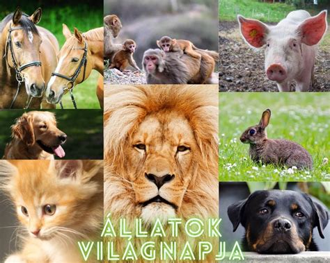 Gondolatok az Állatok Világnapján